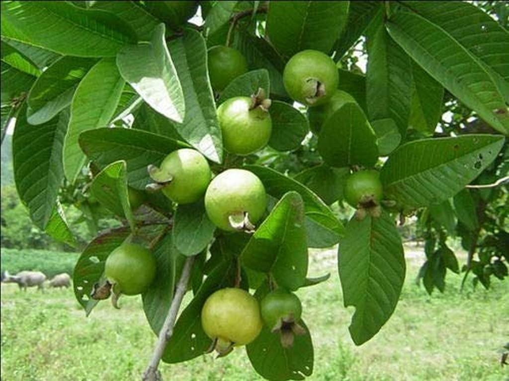 Mini Guava – Ashok Chakra Nursery