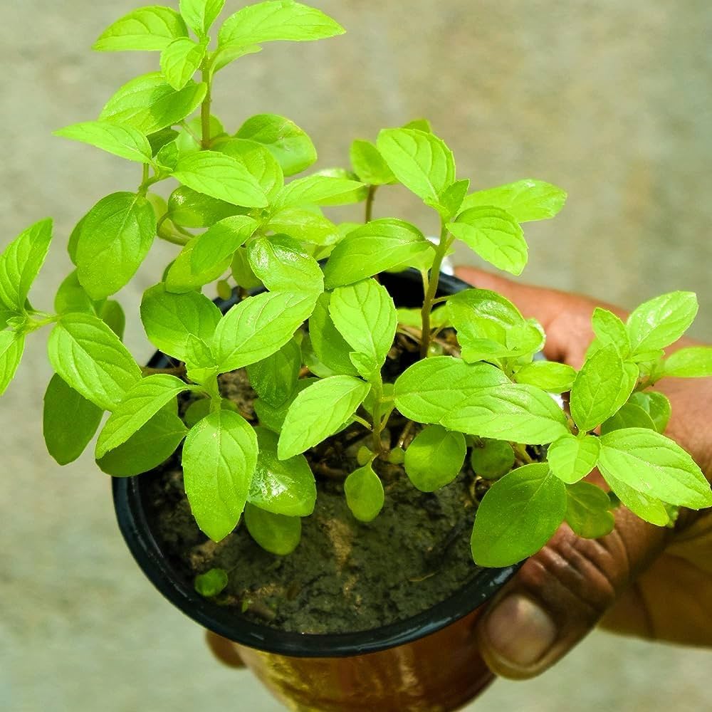 Mint Tulasi – Ashok Chakra Nursery