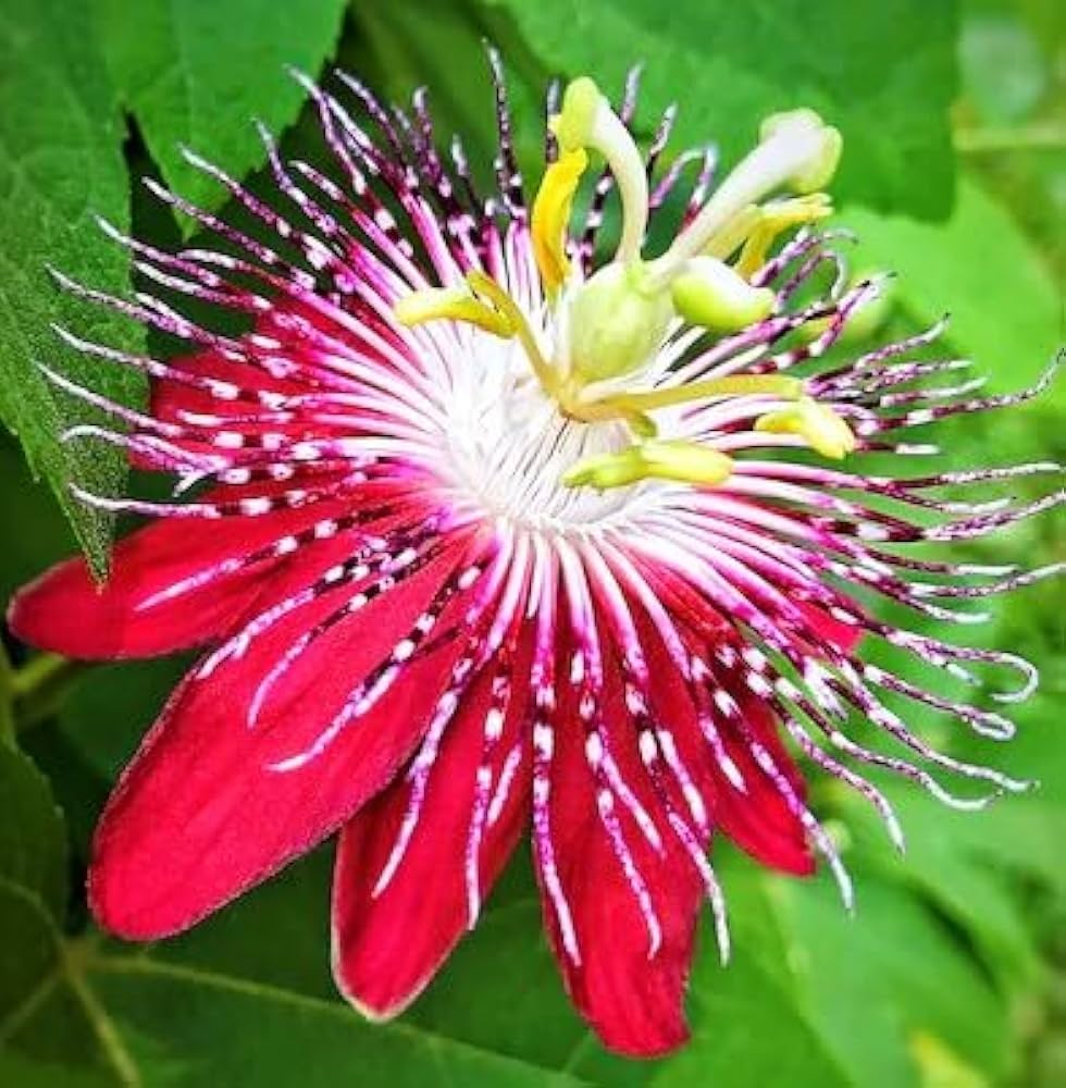 Rakhi Creeper Red – Ashok Chakra Nursery