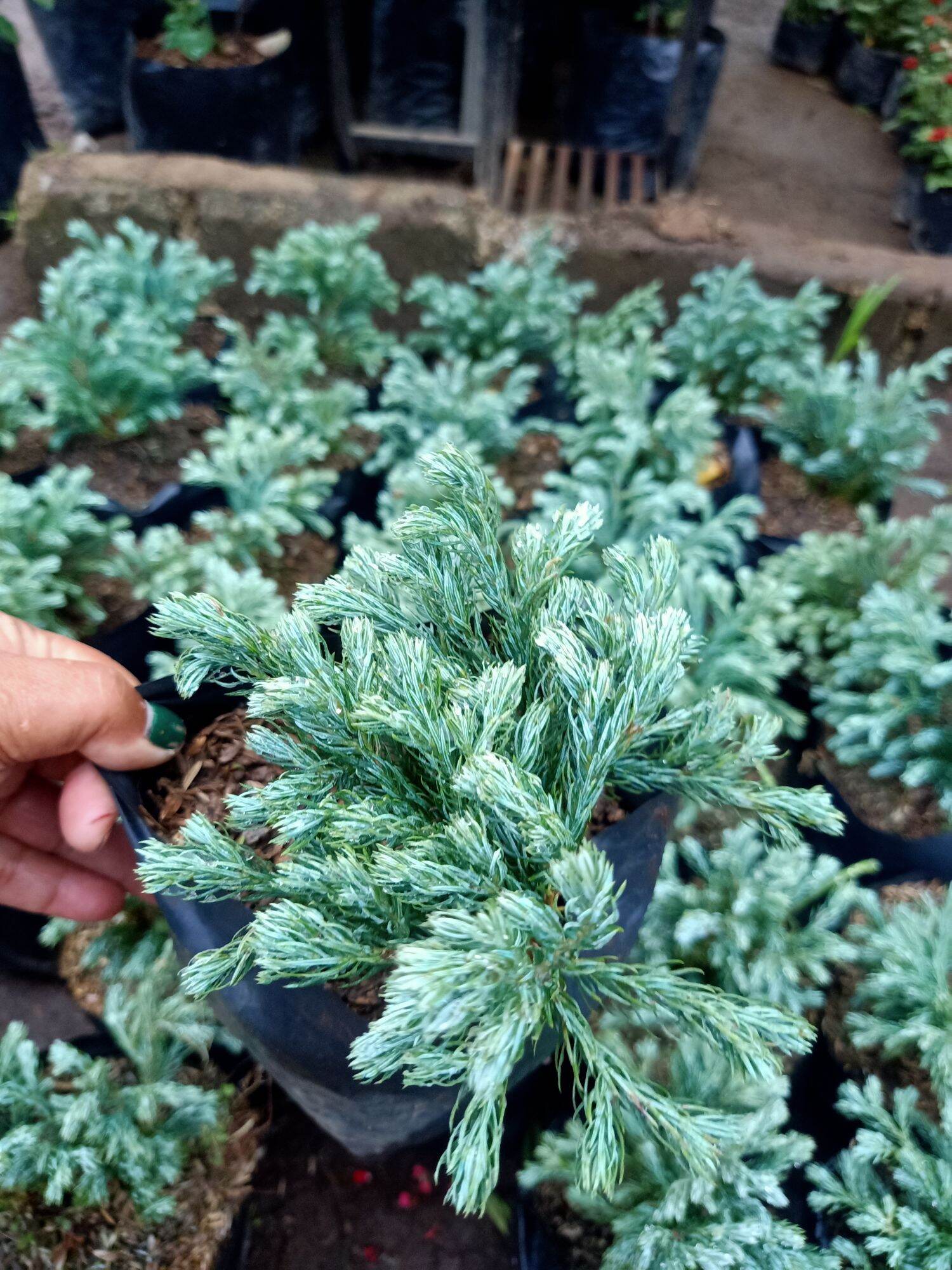Silver Cypress – Ashok Chakra Nursery