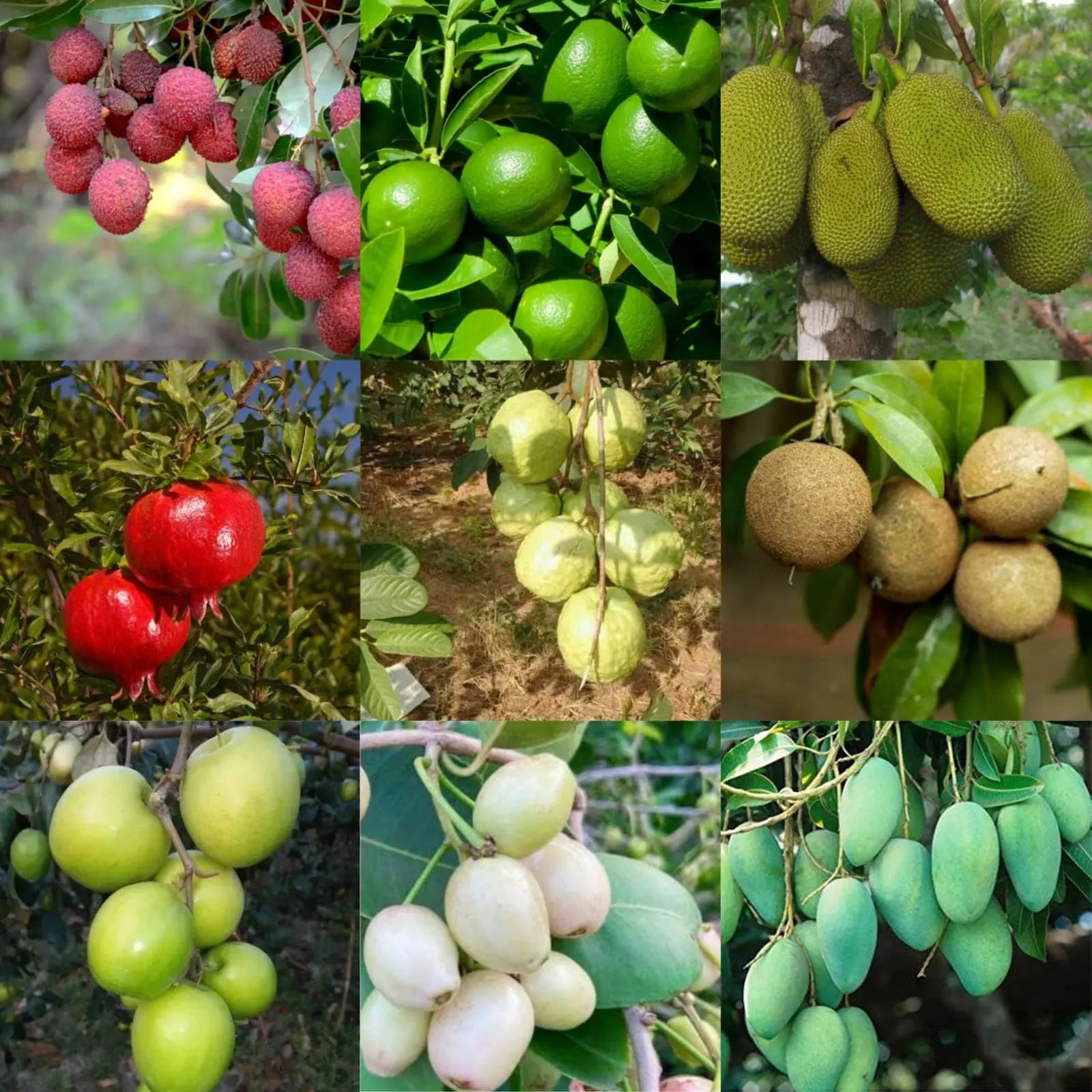 All Types – Ashok Chakra Nursery