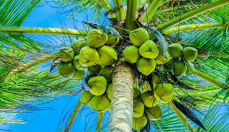 Coconut Plants – Ashok Chakra Nursery