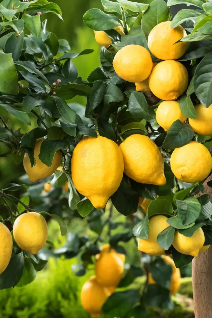 Lemon Plants – Ashok Chakra Nursery