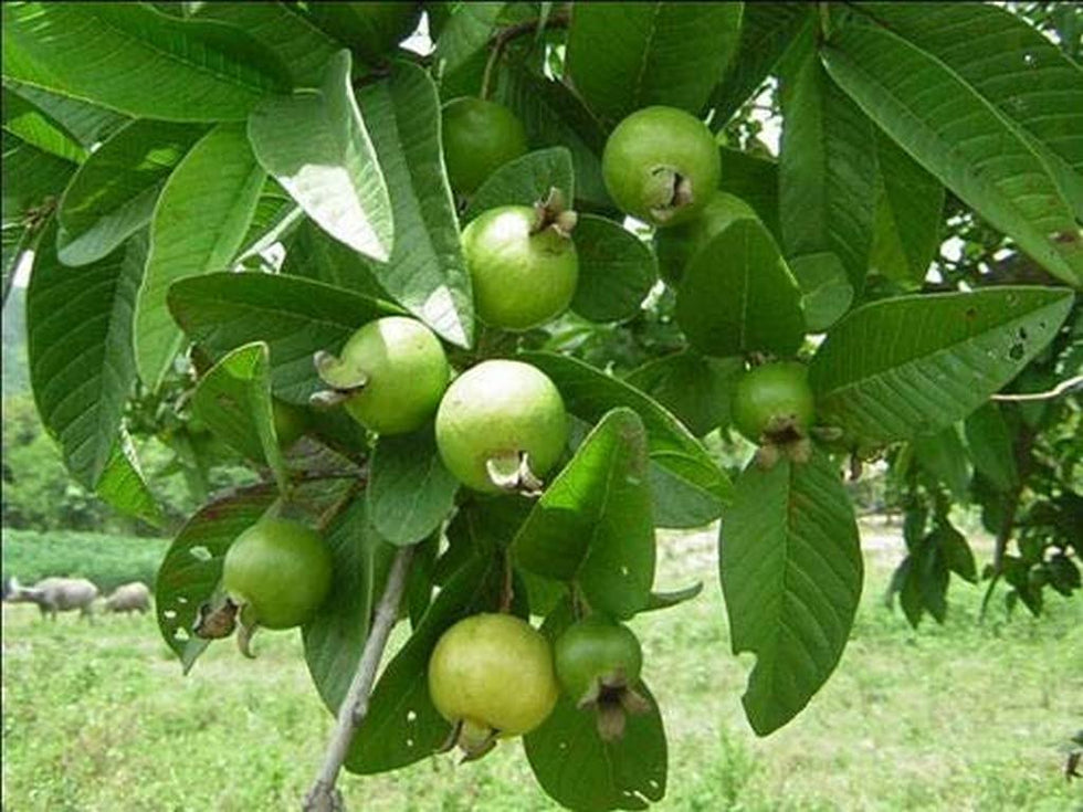 Mini Guava – ashokchakranursery