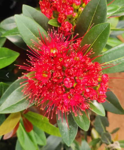 Meta Rose CDS ( Red , Green ) – Ashok Chakra Nursery