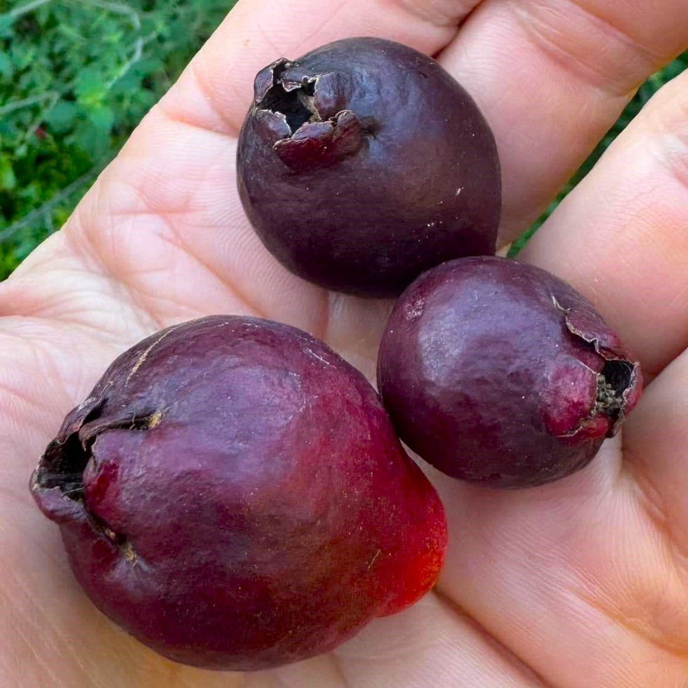 Purple Forest Guava ( Seeding ) – Ashok Chakra Nursery