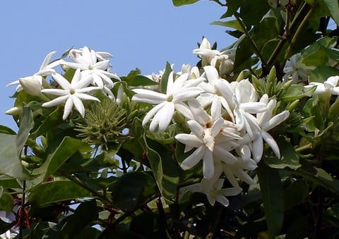 Ashok Chakra Nursery