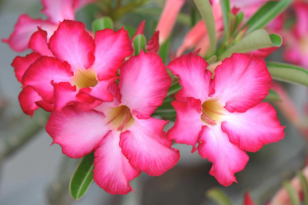 Adenium Pink – Ashok Chakra Nursery