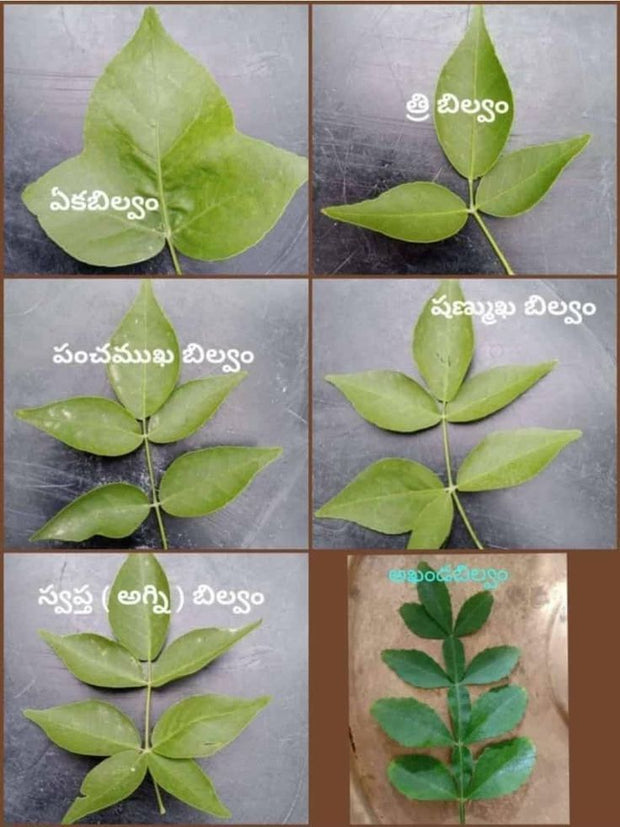 Eka Bilvam ( Grafted ) – Ashok Chakra Nursery