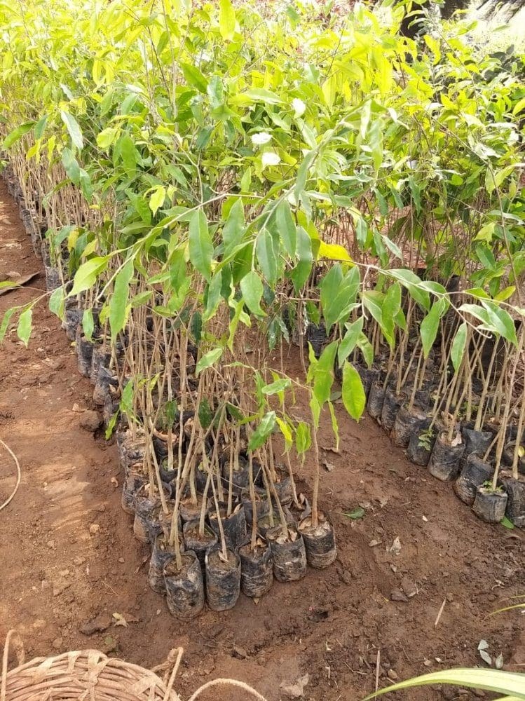 Govardhan mini – Ashok Chakra Nursery