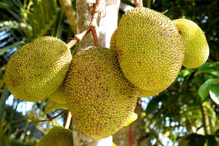 Seedless Jack Fruit ( Grafted ) – Ashok Chakra Nursery