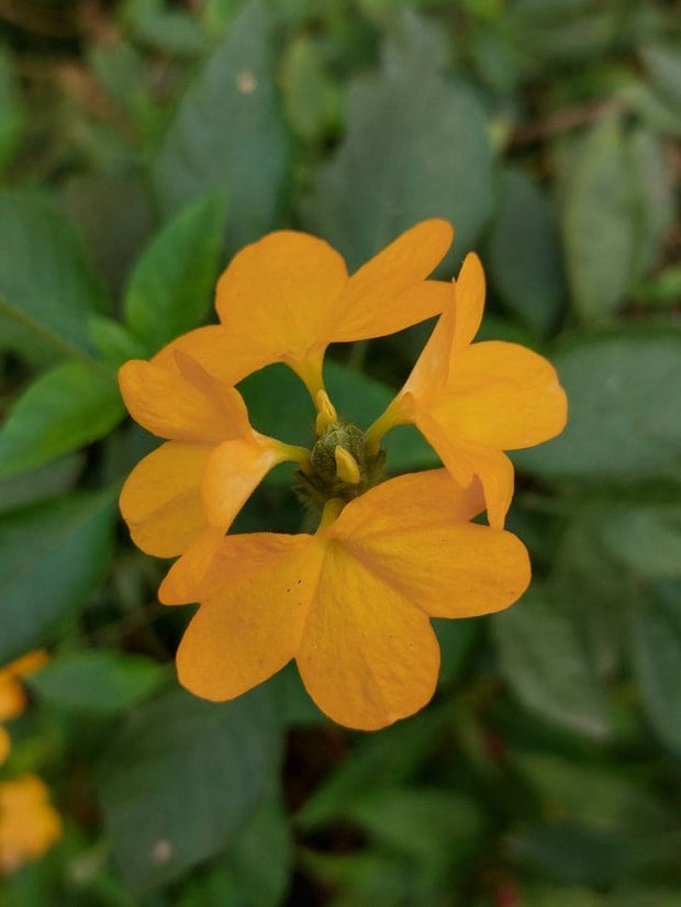 Kanakambaram Yellow – Ashok Chakra Nursery