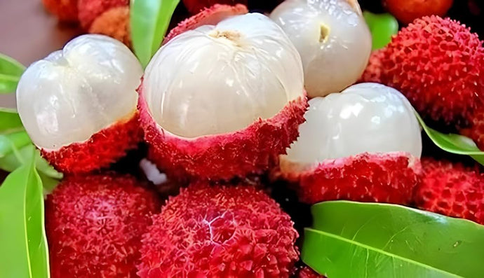 Litchi ( Seedling ) – Ashok Chakra Nursery