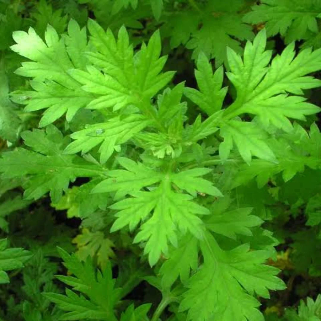 Maachi Pathri – Ashok Chakra Nursery