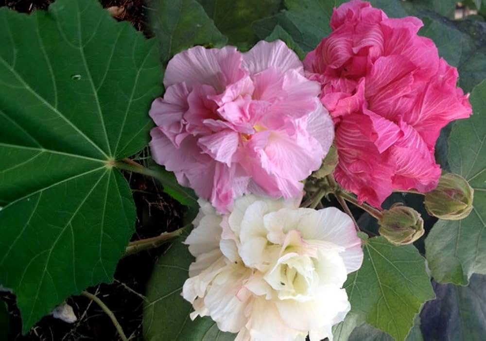 Patthi Mandharam – Ashok Chakra Nursery