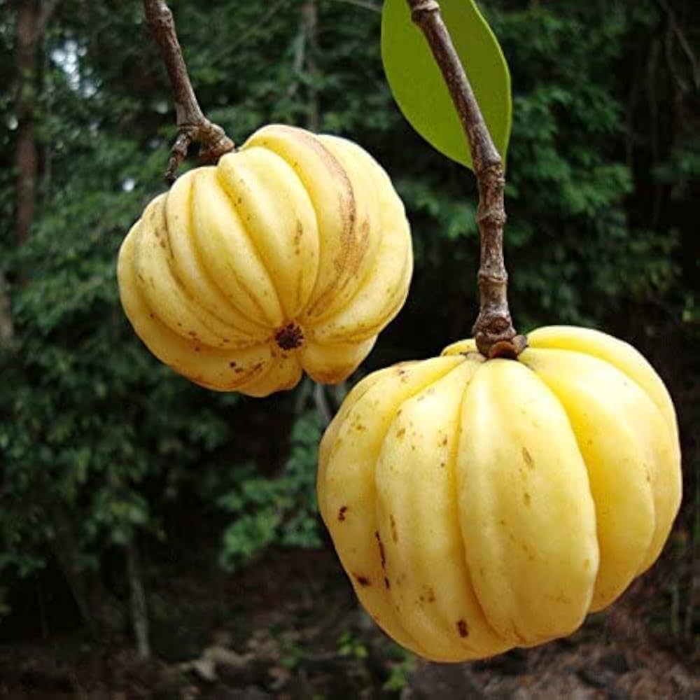 Kudam puli ( Grafted ) – Ashok Chakra Nursery