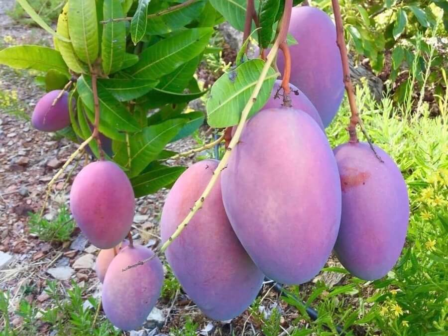 Purple Mango ( Grafted ) – Ashok Chakra Nursery