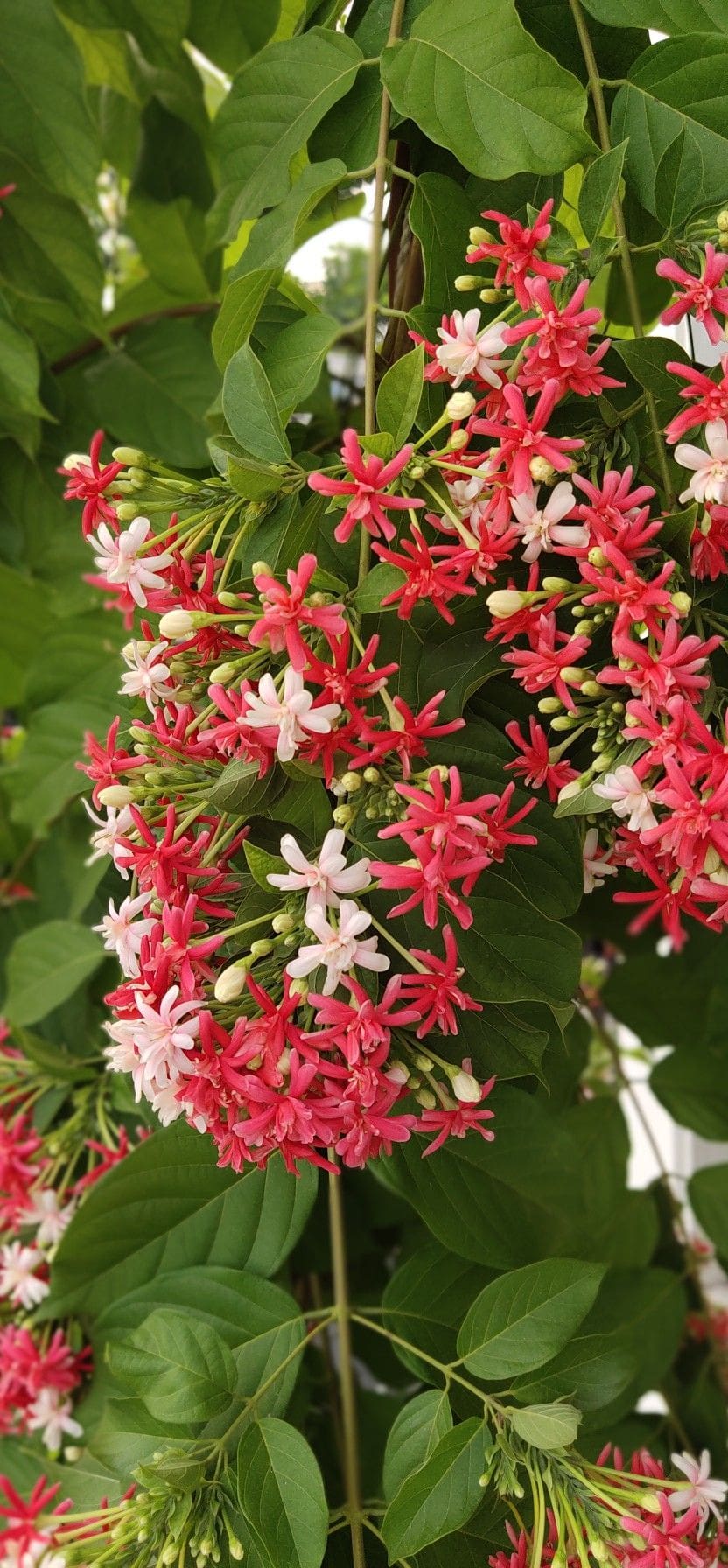 Radha manohar ( Double petal ) – Ashok Chakra Nursery