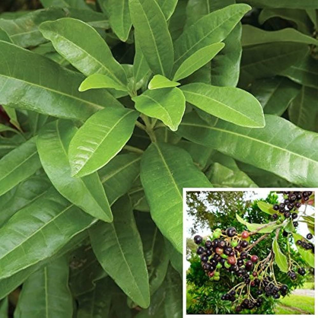 Allspice plant – Ashok Chakra Nursery