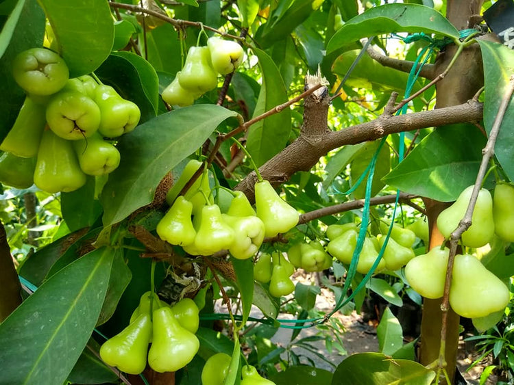 Ashok Chakra Nursery